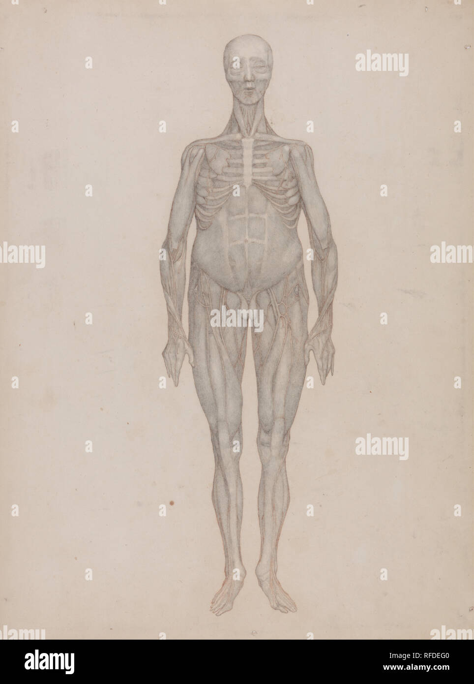 A Comparative Anatomical Exposition of the Structure of the Human Body ...