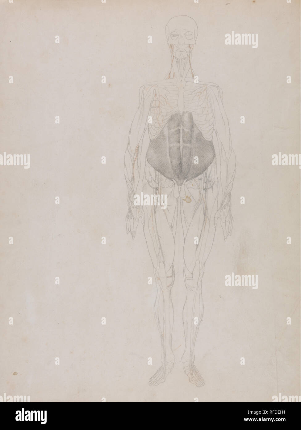 Male anatomy full figure frontal hi-res stock photography and images ...