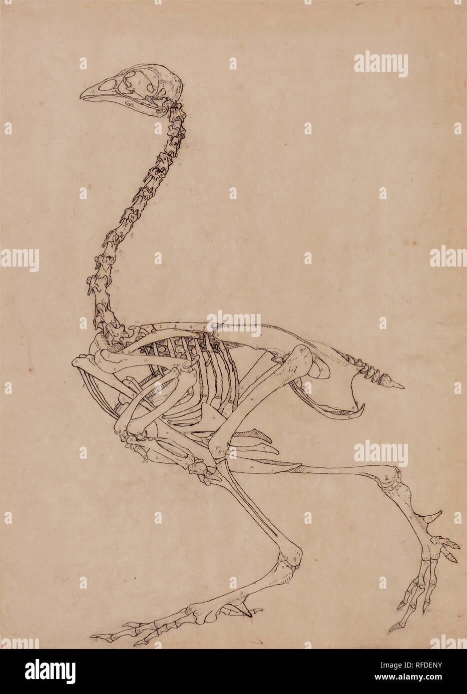 Skeleton bird drawing hi-res stock photography and images - Alamy