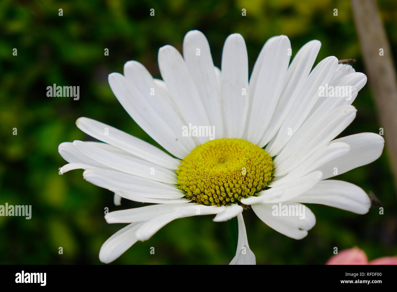 Margarita (white daisy) flower blooming at botanic garden in spring ...