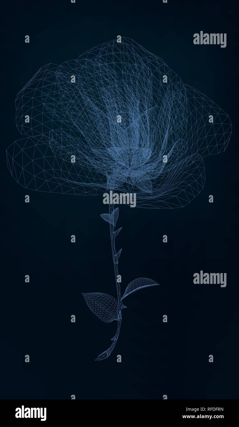 Rose wireframe. Polygonal wireframe rose on a dark blue background. 3D ...