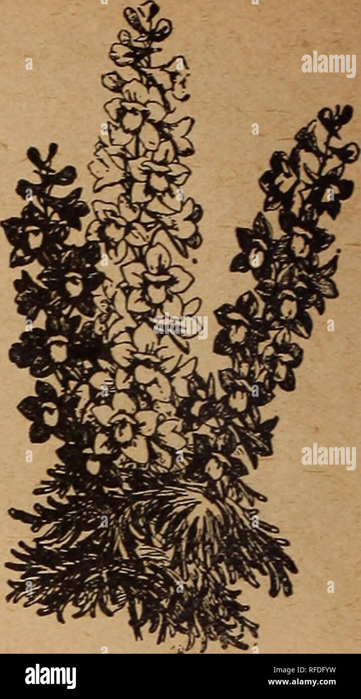 . Simmers' annual seed catalogue. Nursery stock Ontario Toronto ...