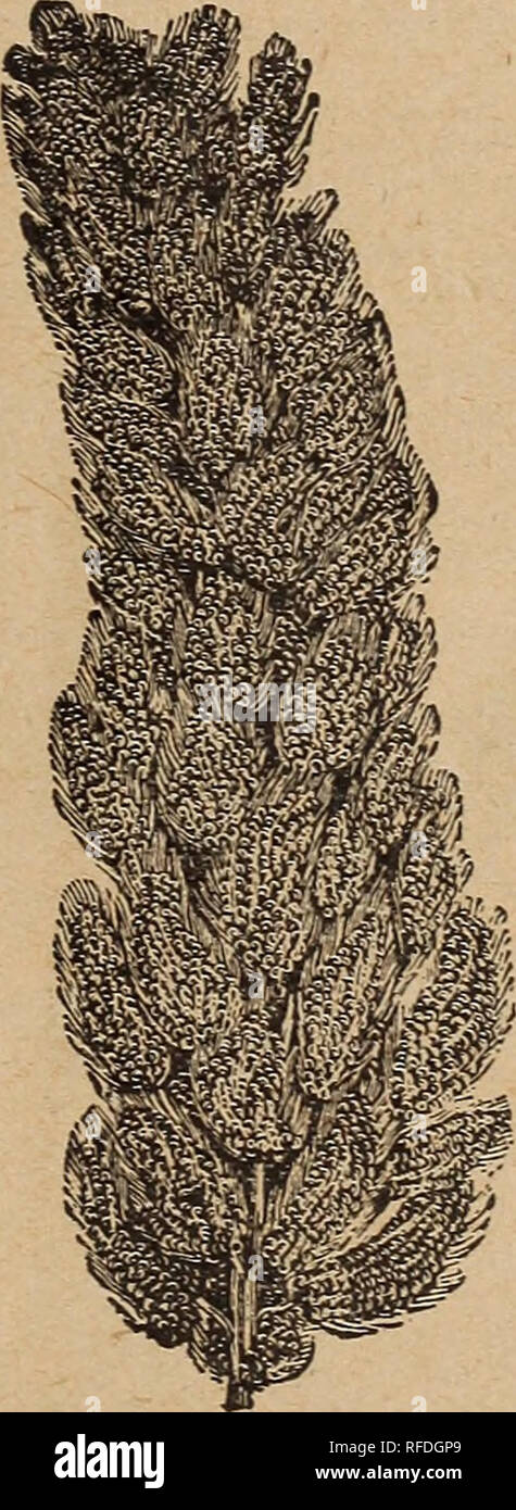 Creeping red fescue hi-res stock photography and images - Alamy