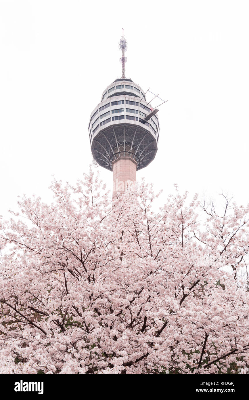 E-World 83 Tower in Daegu city And Cherry Blossom Stock Photo - Alamy