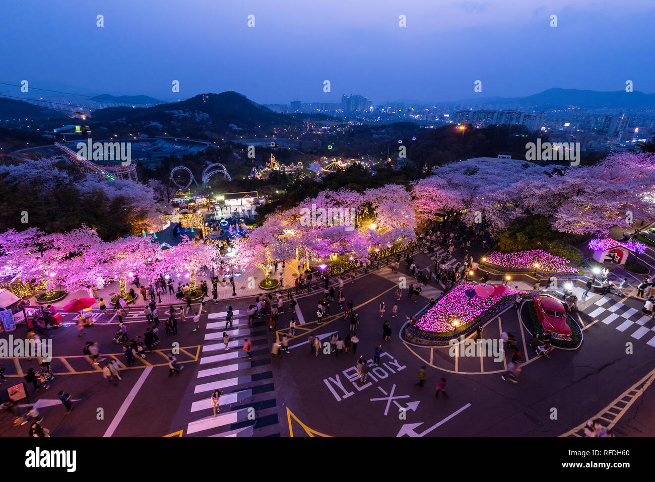 Night view of Cherry Blossom festival at Daegu E-World Stock Photo - Alamy