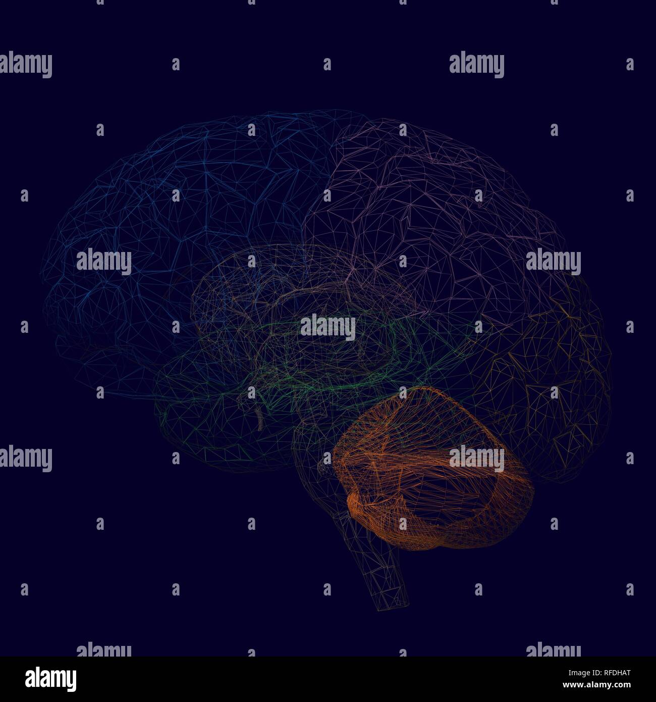 The wireframe of the human brain. Multi-colored parts of the brain ...