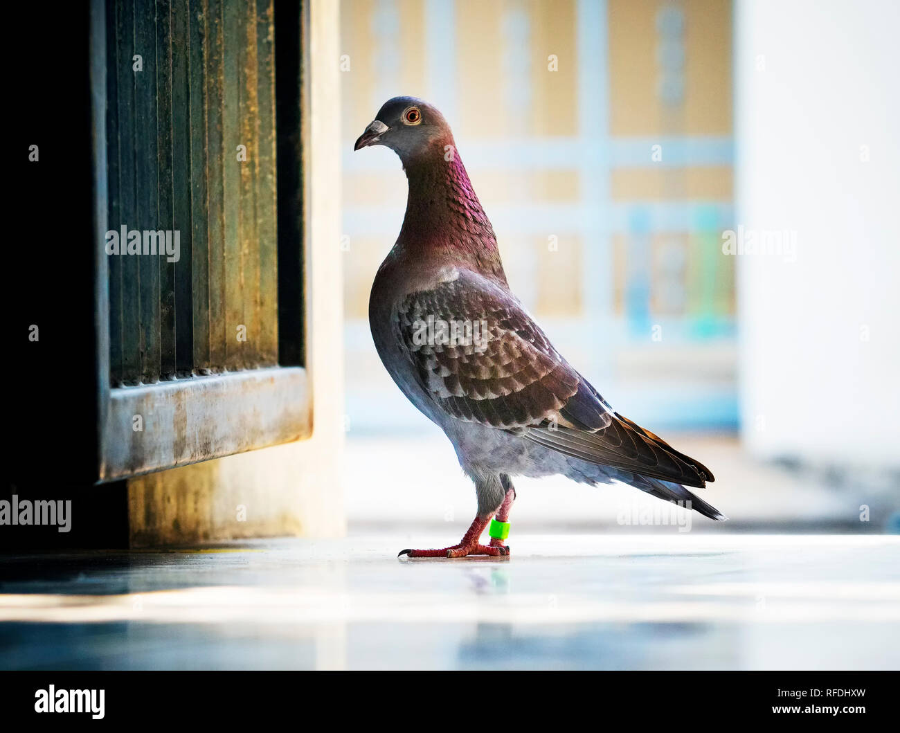 Full body speed racing hi-res stock photography and images - Alamy