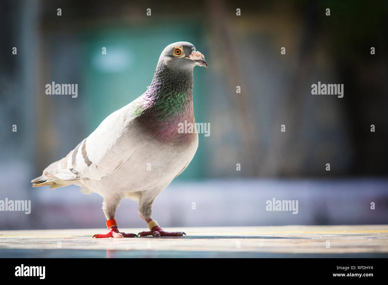 full body of speed racing pigeon standing against blur background Stock ...