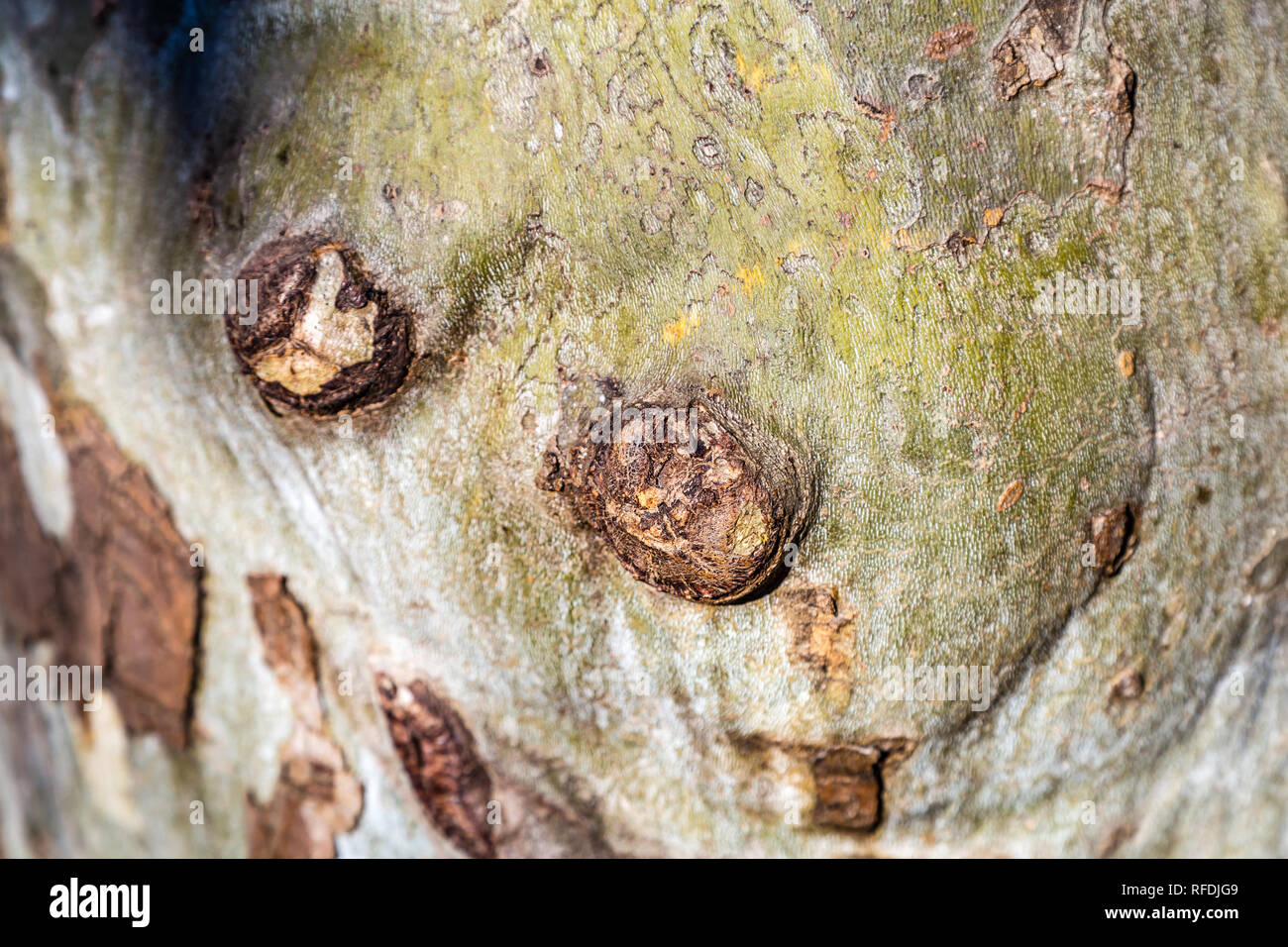 Stump tree branch pruning hi-res stock photography and images - Alamy
