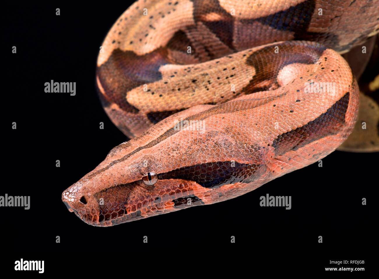 Boa constrictor (Boa constrictor constrictor Stock Photo - Alamy