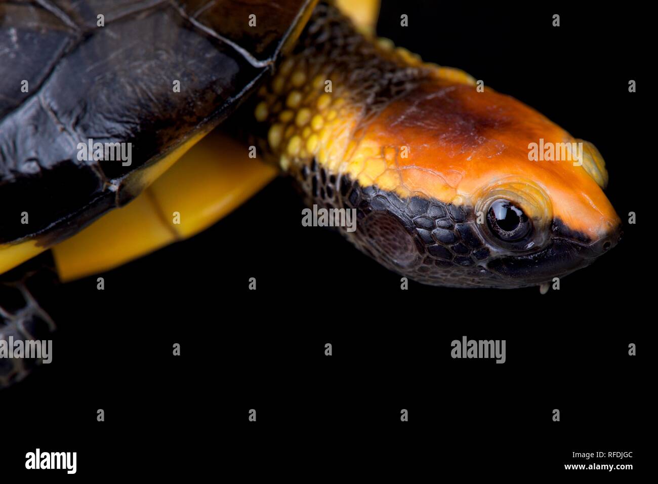 Twist-necked turtle (Platemys platycephala Stock Photo - Alamy