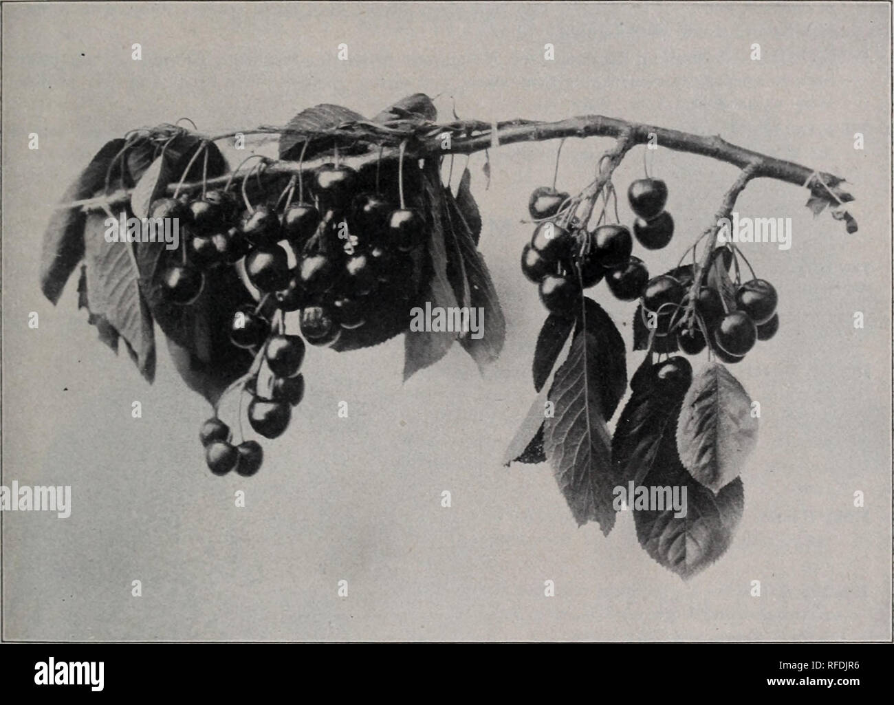 Pyramid shaped fruit tree hi-res stock photography and images - Alamy