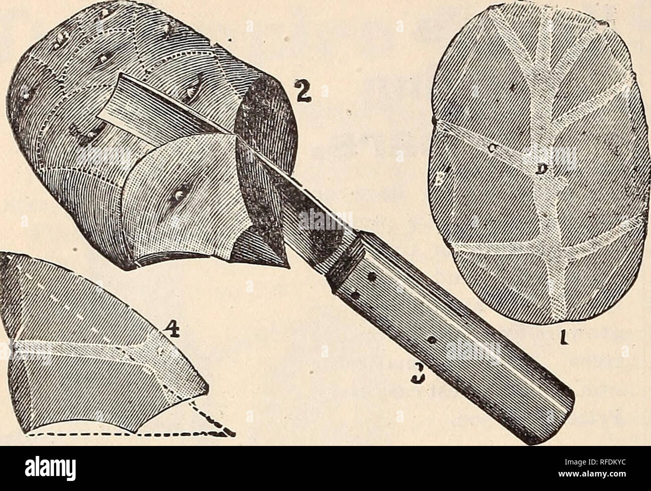 Curved potatoes hi-res stock photography and images - Alamy