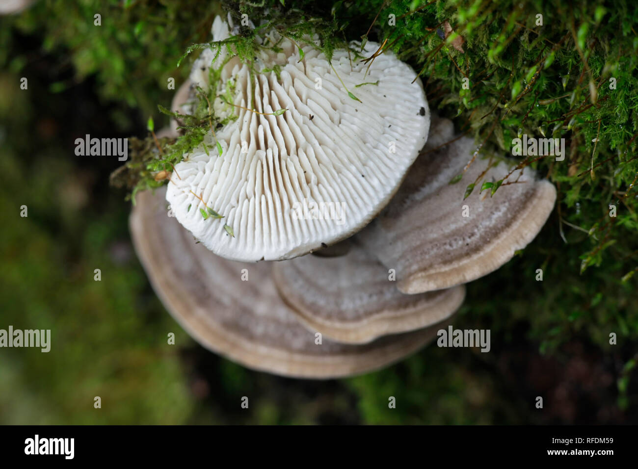 Lenzites betulina hi-res stock photography and images - Alamy