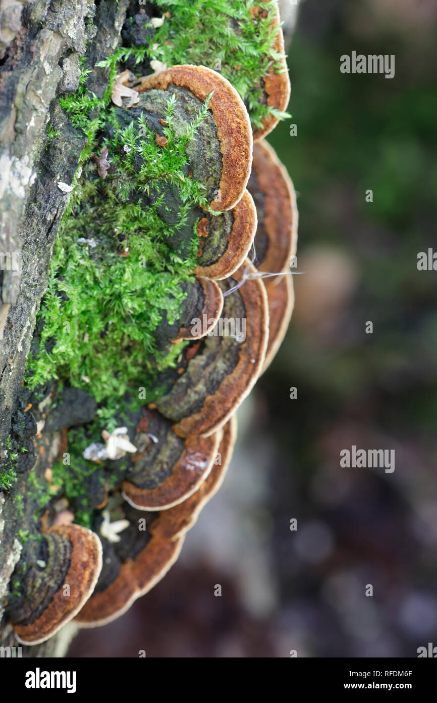 Willow bracket fungus, Phellinopsis conchata Stock Photo - Alamy