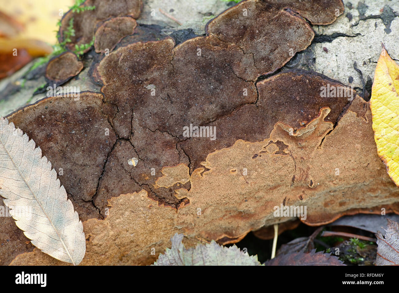 Willow bracket fungus, Phellinopsis conchata, resupinate type Stock ...