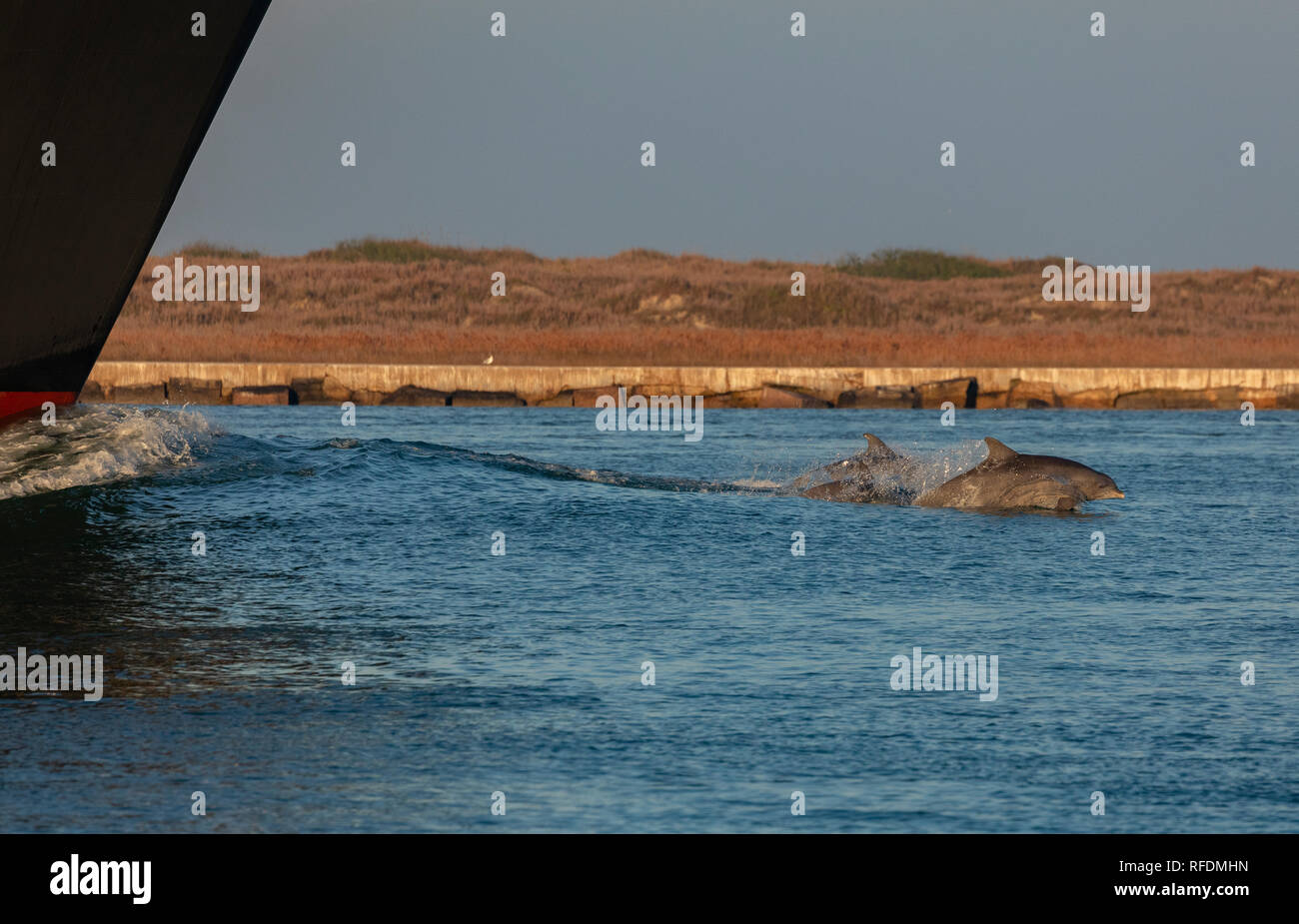 Bottlenose Dolphin, Tursiops truncatus, surfing the bow-wave of large ...