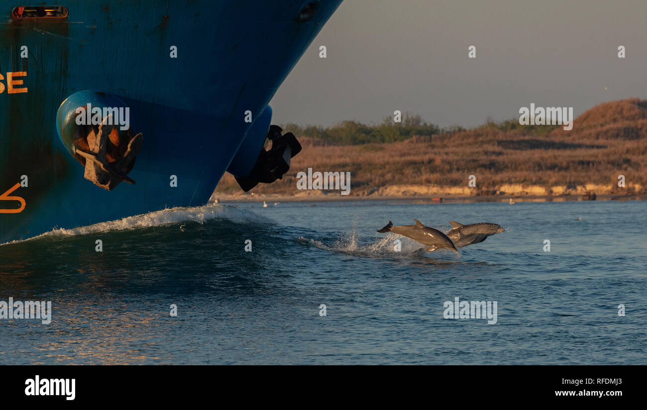 Bottlenose Dolphin, Tursiops truncatus, surfing the bow-wave of large ...