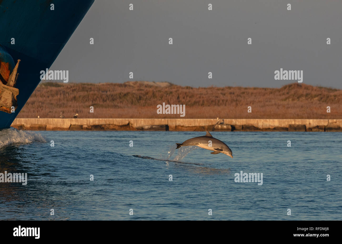 Bow wave hi-res stock photography and images - Alamy