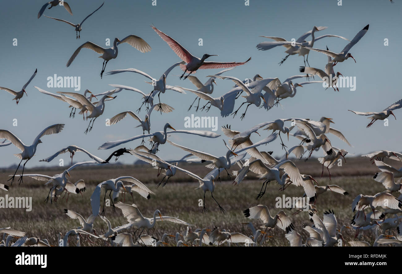 Mixed feeding flock of Ibises, Egrets and Roseate Spoonbills coming in ...