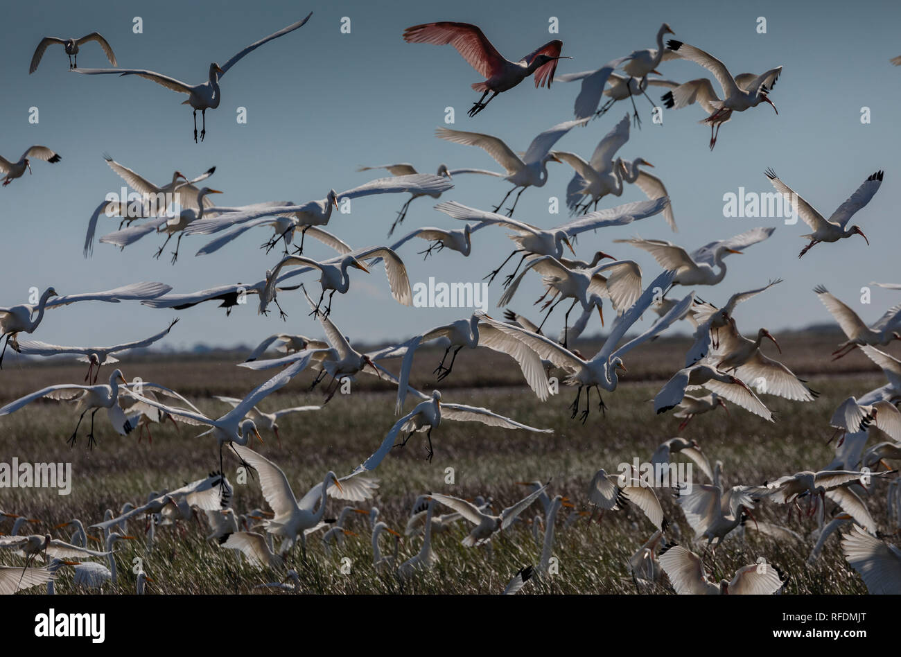 Mixed feeding flock of Ibises, Egrets and Roseate Spoonbills coming in ...
