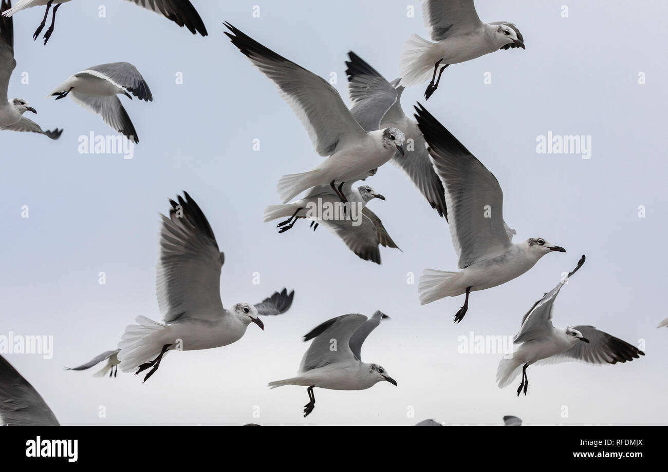 Laughing gulls, Leucophaeus atricilla, in large flying flock behind ...
