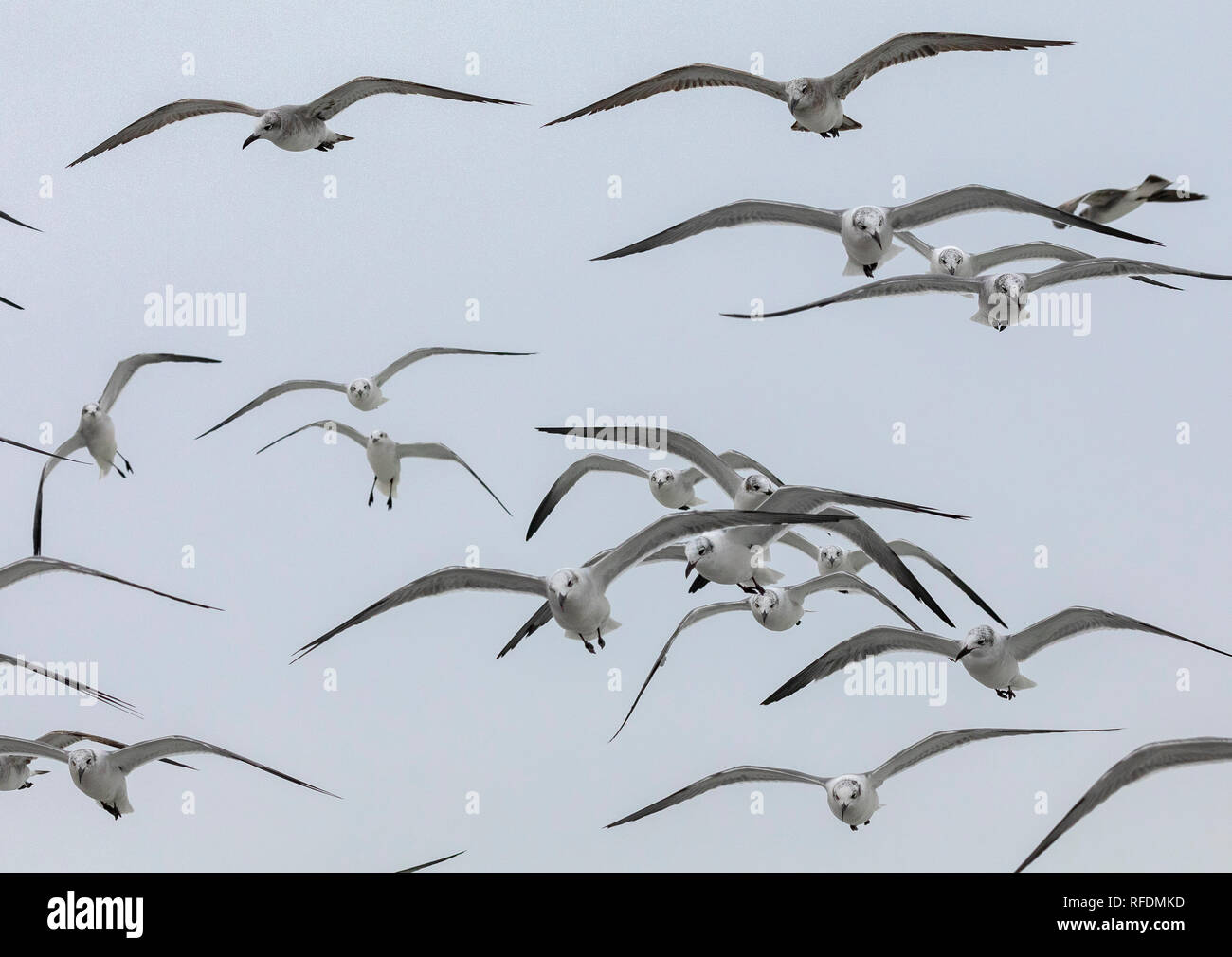 Birding in winter hi-res stock photography and images - Alamy