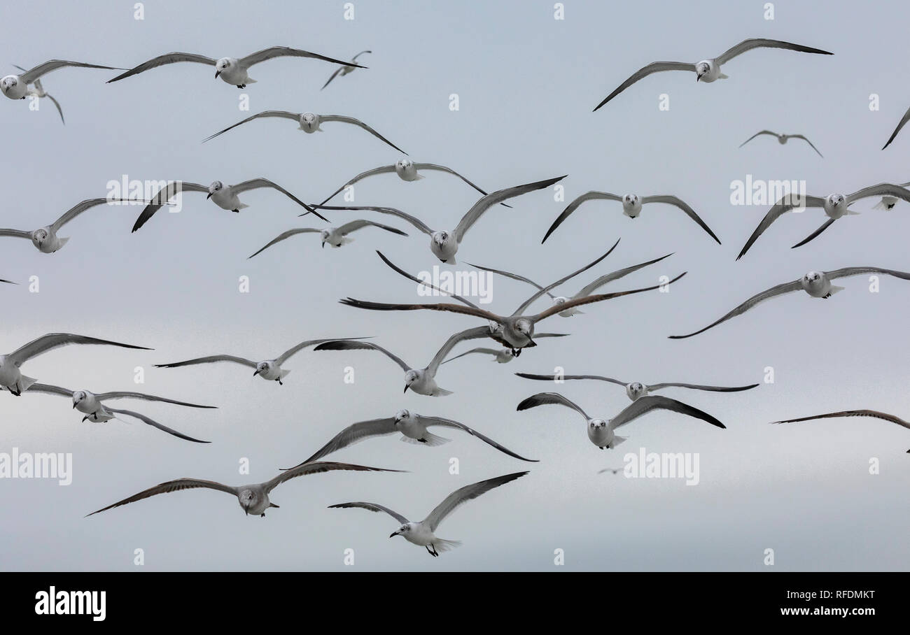 Laughing gulls, Leucophaeus atricilla, in large flying flock behind ...
