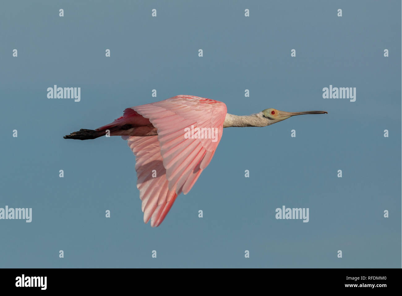 Roseate spoonbill, Platalea ajaja, in flight in winter, Texas Stock ...