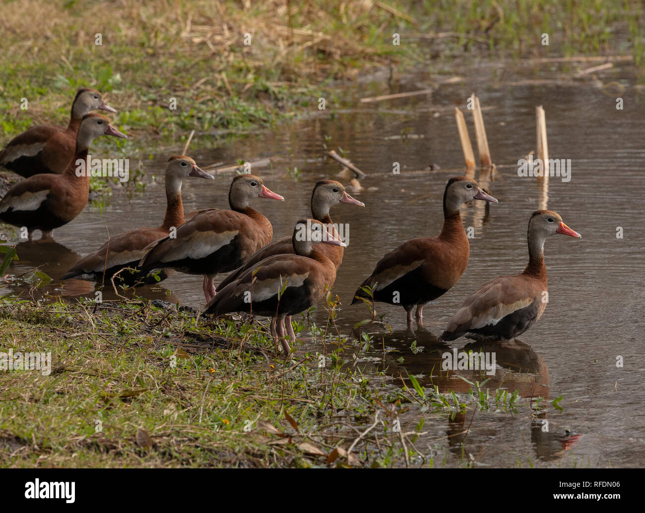 Black-bellied whistling duck, Dendrocygna autumnalis, in Brazos Bend ...