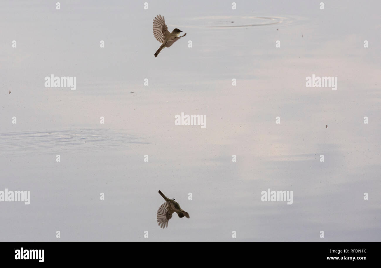 Eastern phoebe, Sayornis phoebe, in Brazos Bend State Park, Texas Stock ...