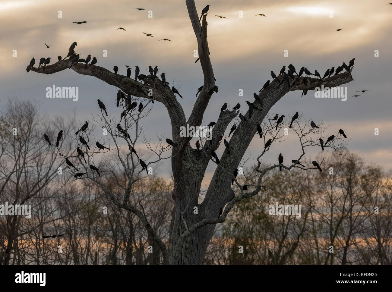 Murmuring trees hi-res stock photography and images - Alamy