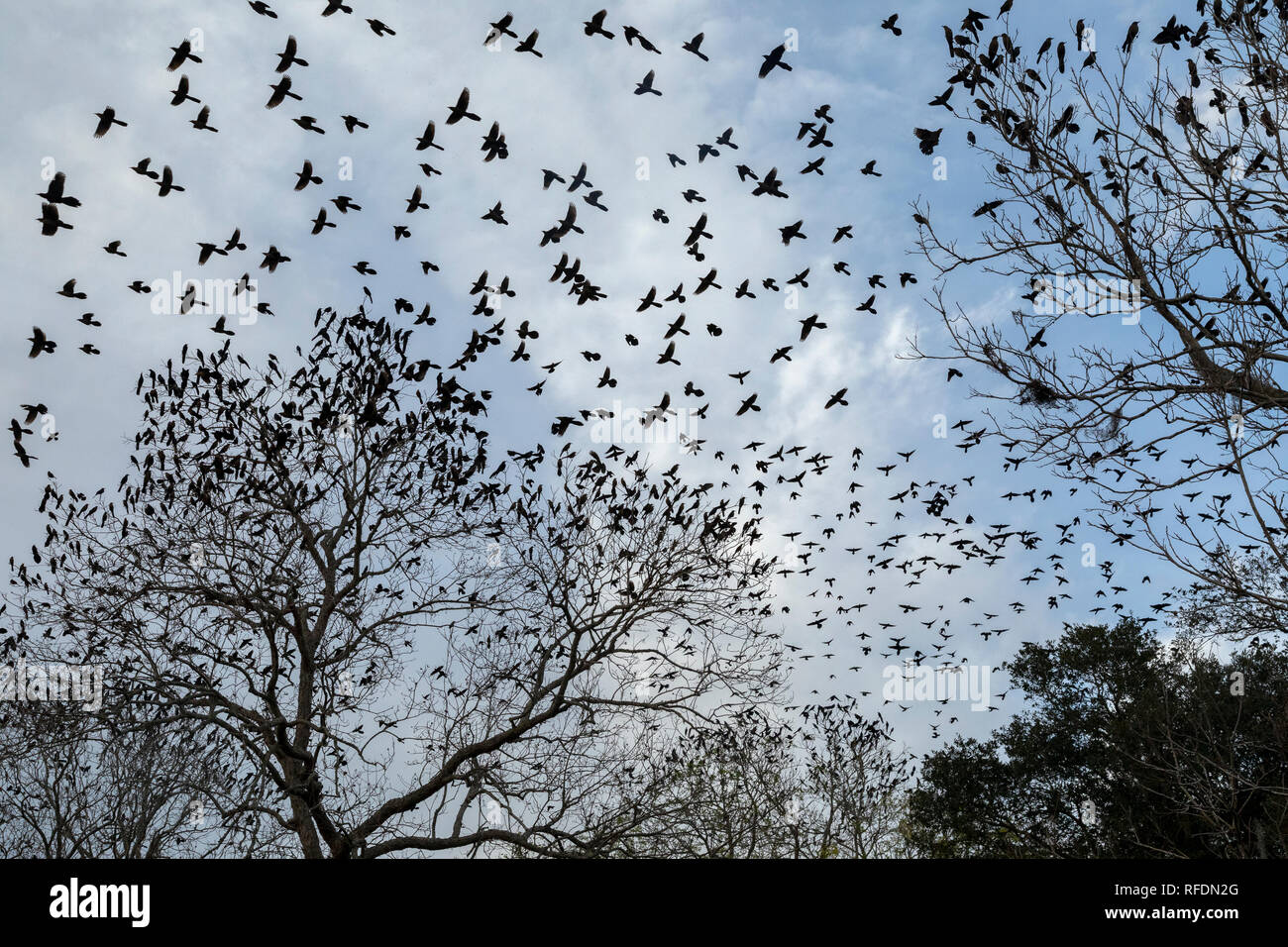 Murmuring trees hi-res stock photography and images - Alamy