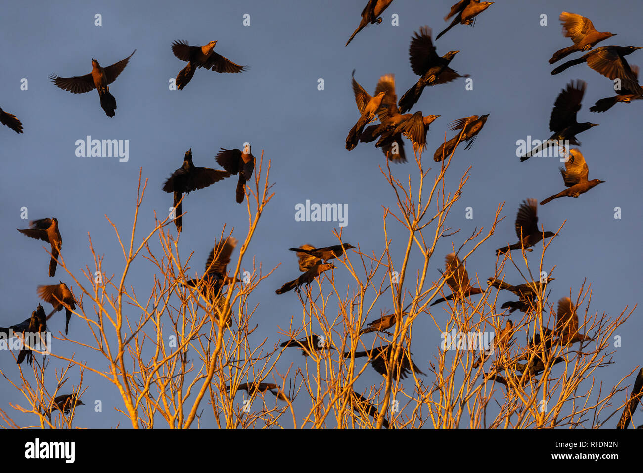 Murmuring trees hi-res stock photography and images - Alamy