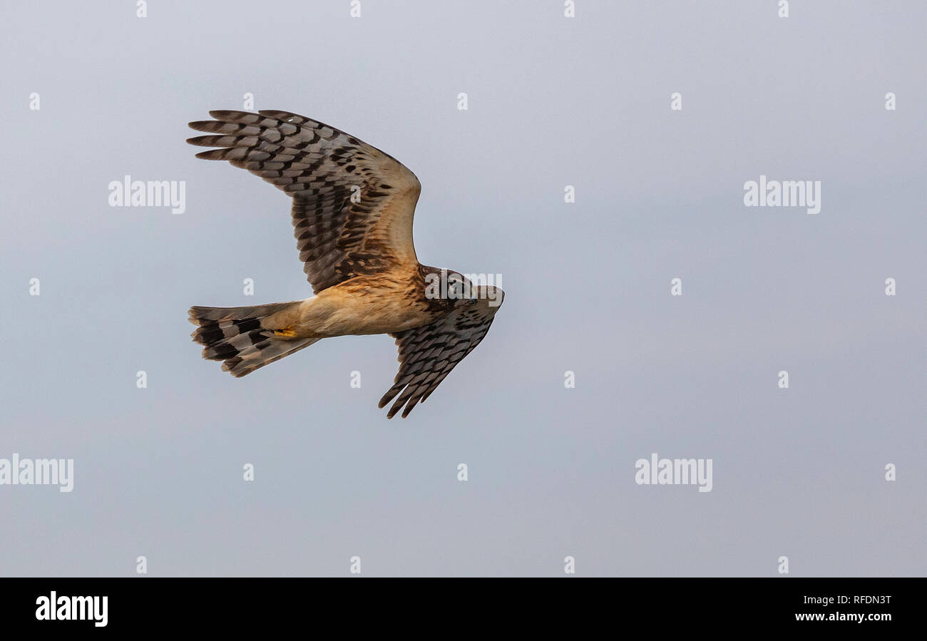 Female Northern Harrier High Resolution Stock Photography and Images ...