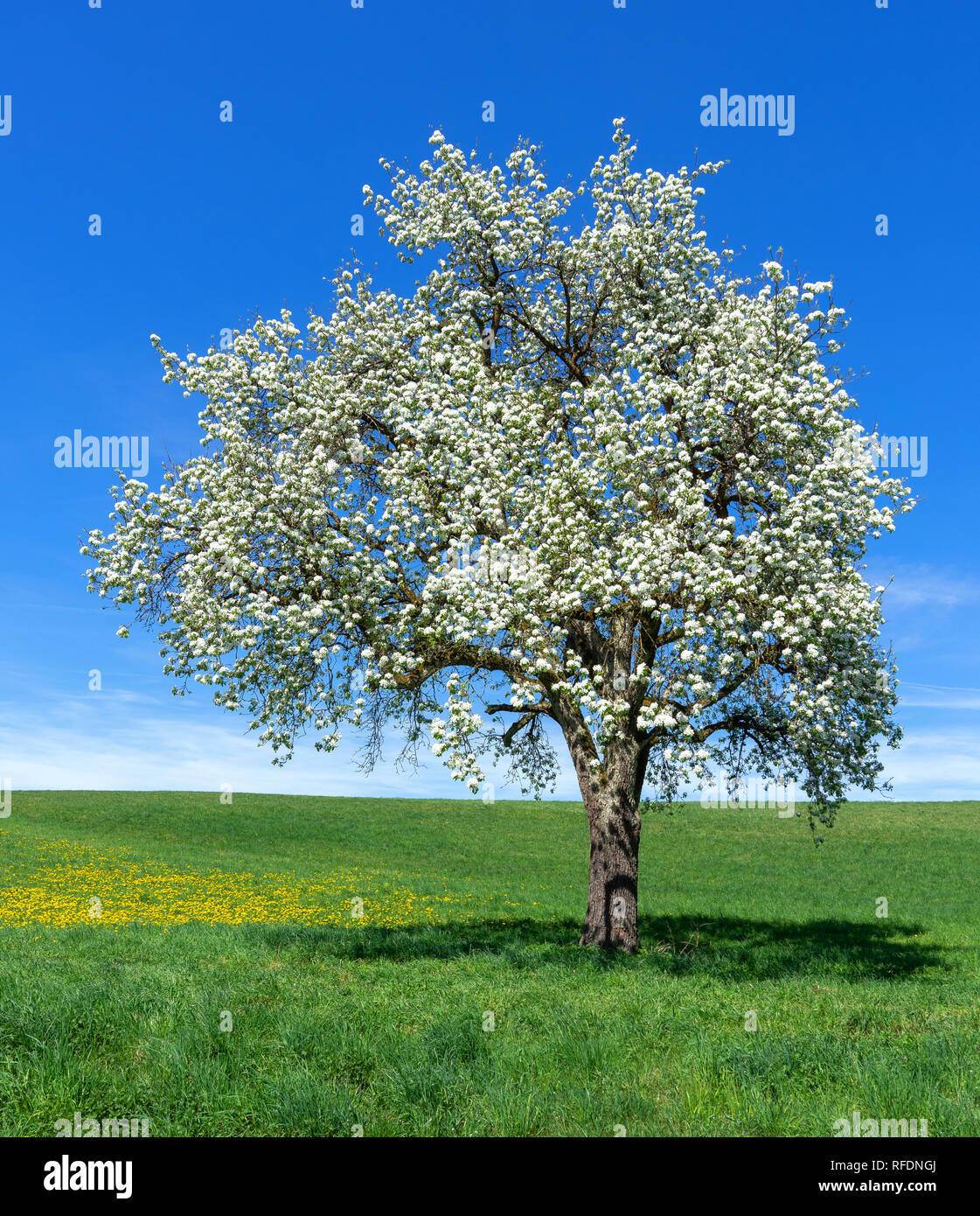 Vertical format tree hi-res stock photography and images - Alamy