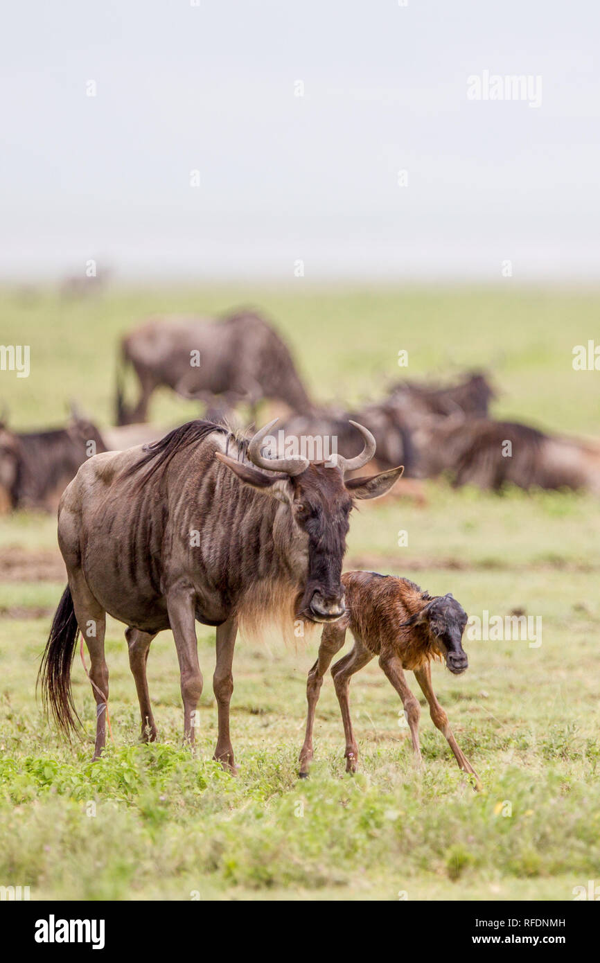 Ngorongoro Crater, ancient volcanic caldera and one of Africa's most ...