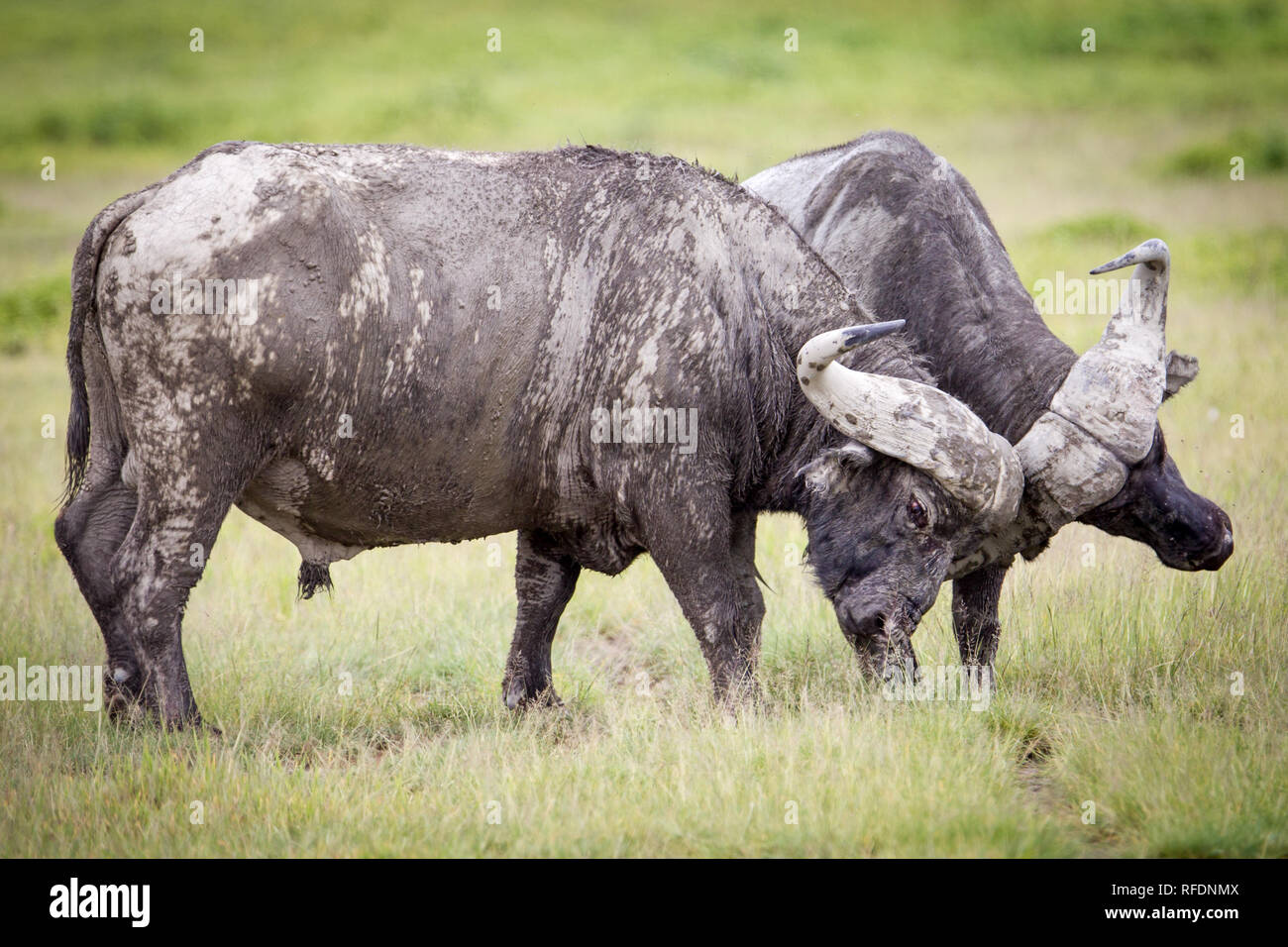 Ngorongoro Crater, ancient volcanic caldera and one of Africa's most ...