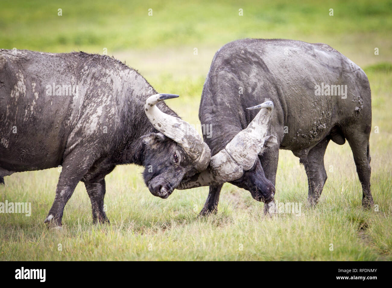 Ngorongoro Crater, ancient volcanic caldera and one of Africa's most ...