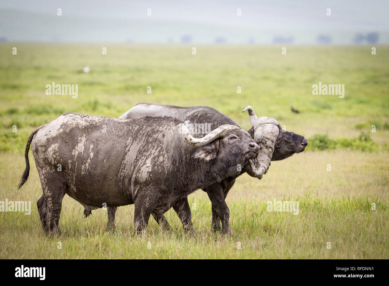 Ngorongoro Crater, ancient volcanic caldera and one of Africa's most ...