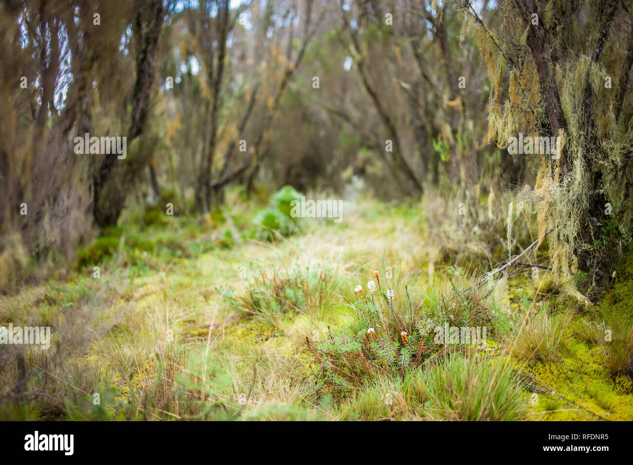 Visitors to Africa's tallest mountain and the world's tallest ...