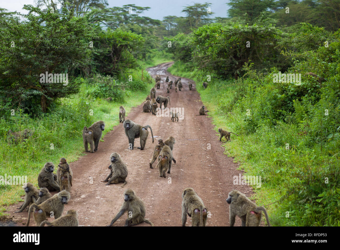 Ngorongoro Crater, ancient volcanic caldera and one of Africa's most ...