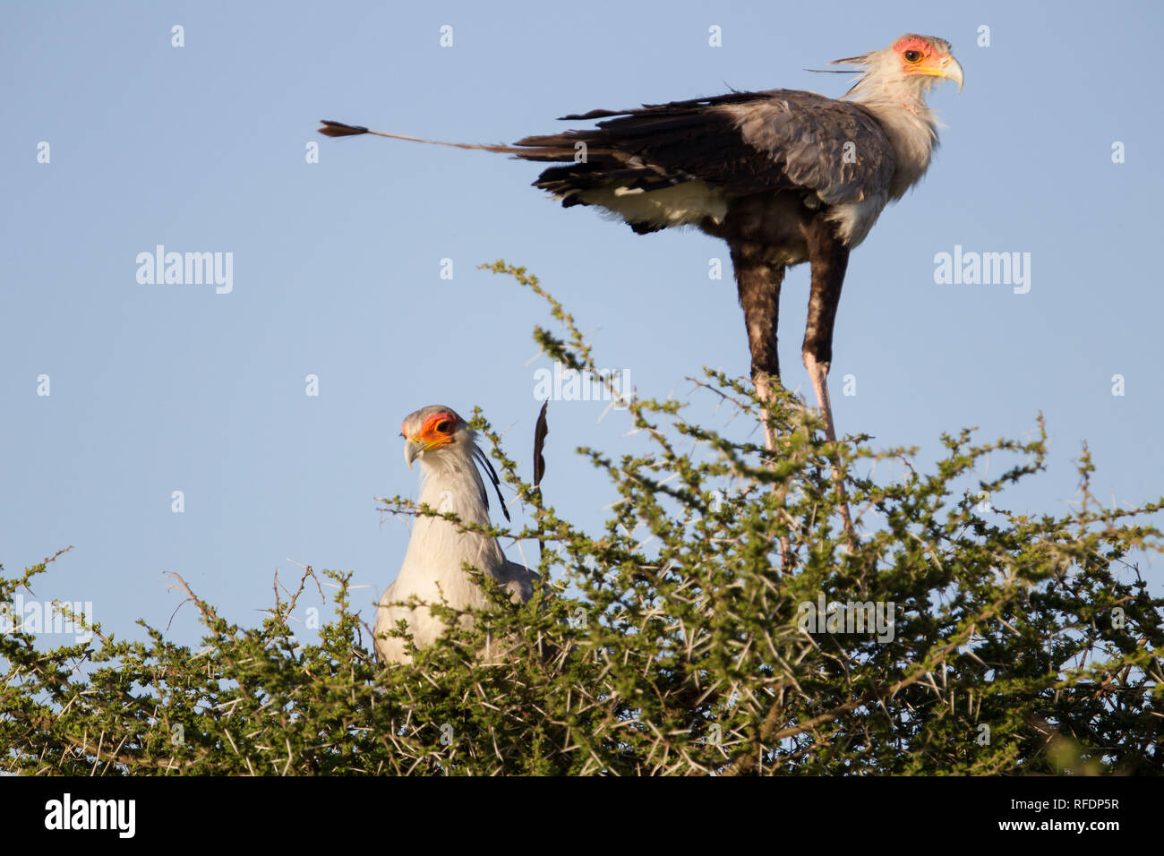 Short grass plains of Serengeti National Park, the Ndutu Region, and ...