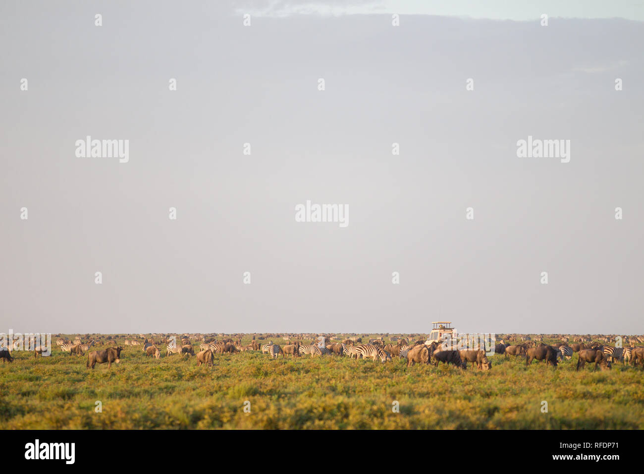 Short grass plains of Serengeti National Park, the Ndutu Region, and ...