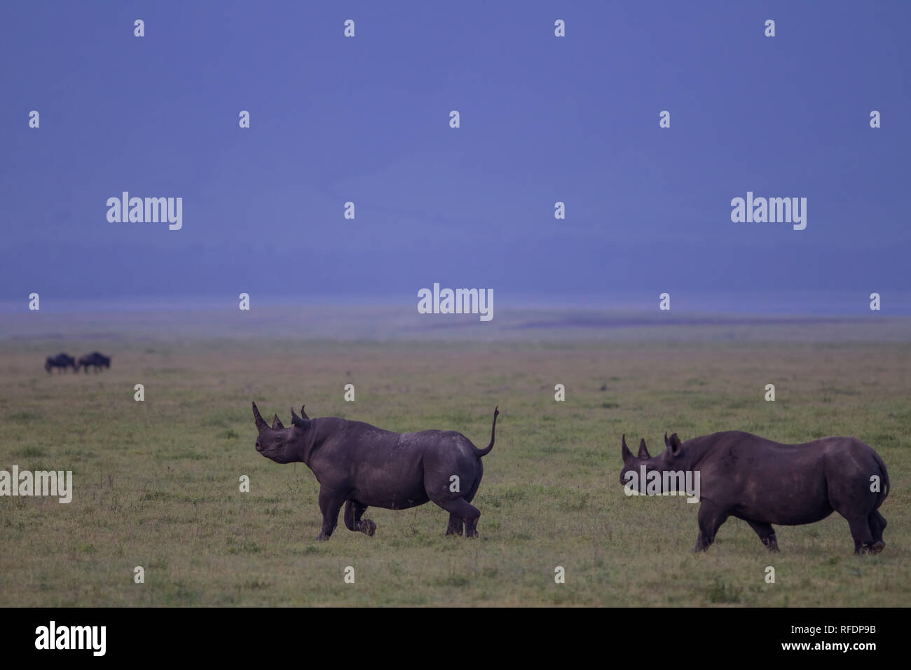Ngorongoro Crater, ancient volcanic caldera and one of Africa's most ...