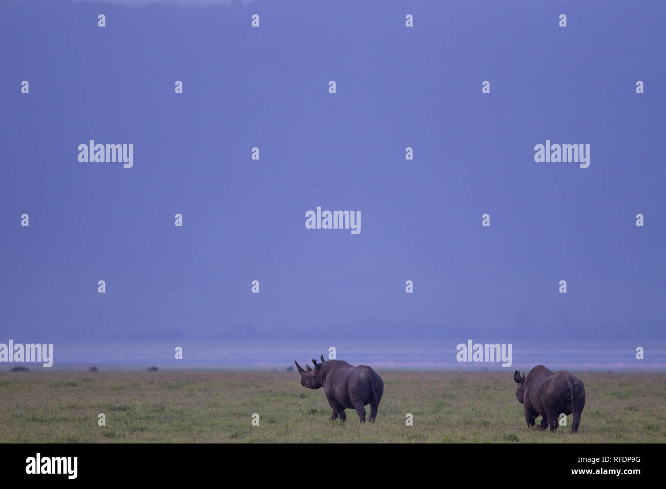 Ngorongoro Crater, ancient volcanic caldera and one of Africa's most ...