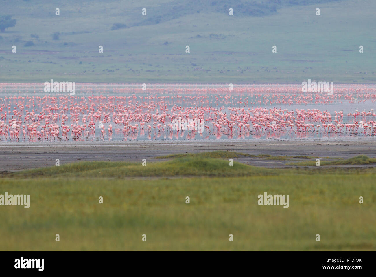 Ngorongoro Crater, ancient volcanic caldera and one of Africa's most ...