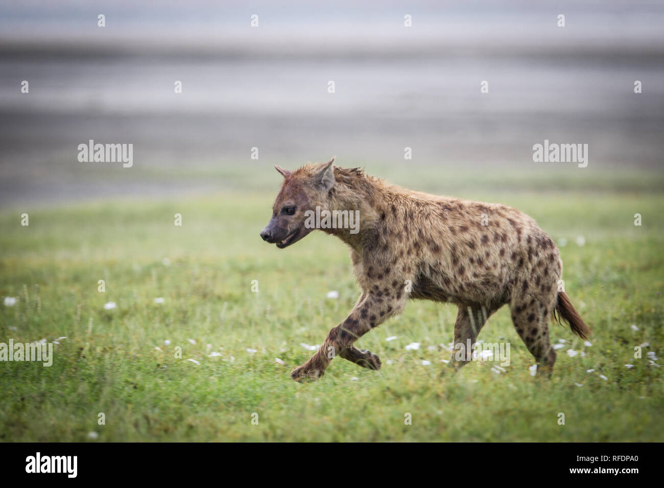 Ngorongoro Crater, ancient volcanic caldera and one of Africa's most ...