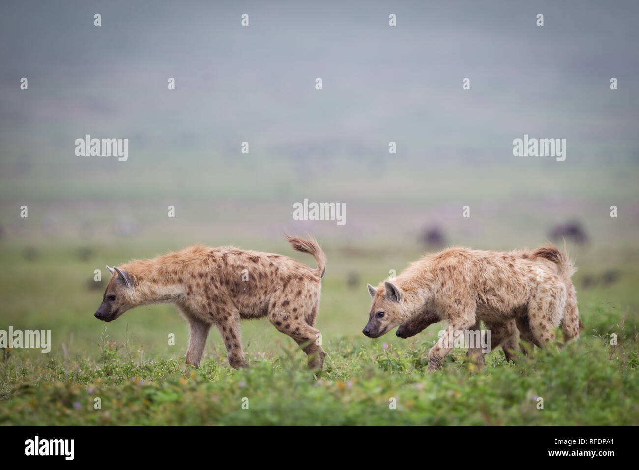 Ngorongoro Crater, ancient volcanic caldera and one of Africa's most ...