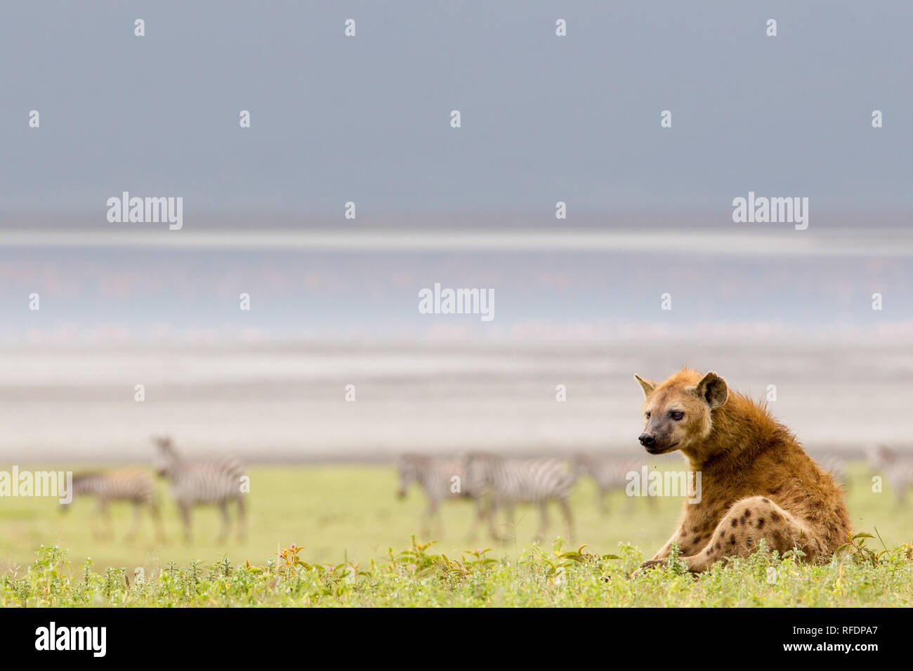 Ngorongoro Crater, ancient volcanic caldera and one of Africa's most ...